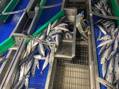 Pelagic Fish Processing: Mackerel, Herring and Blue Whiting